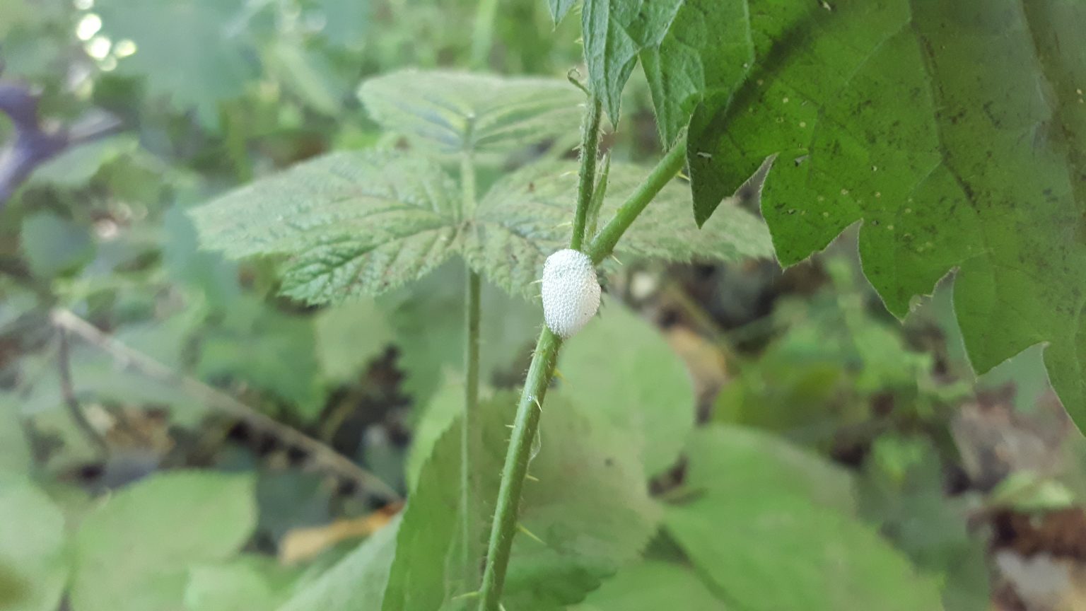 Great Outdoors Wildlife Blog: Cuckoo Spit and the froghopper