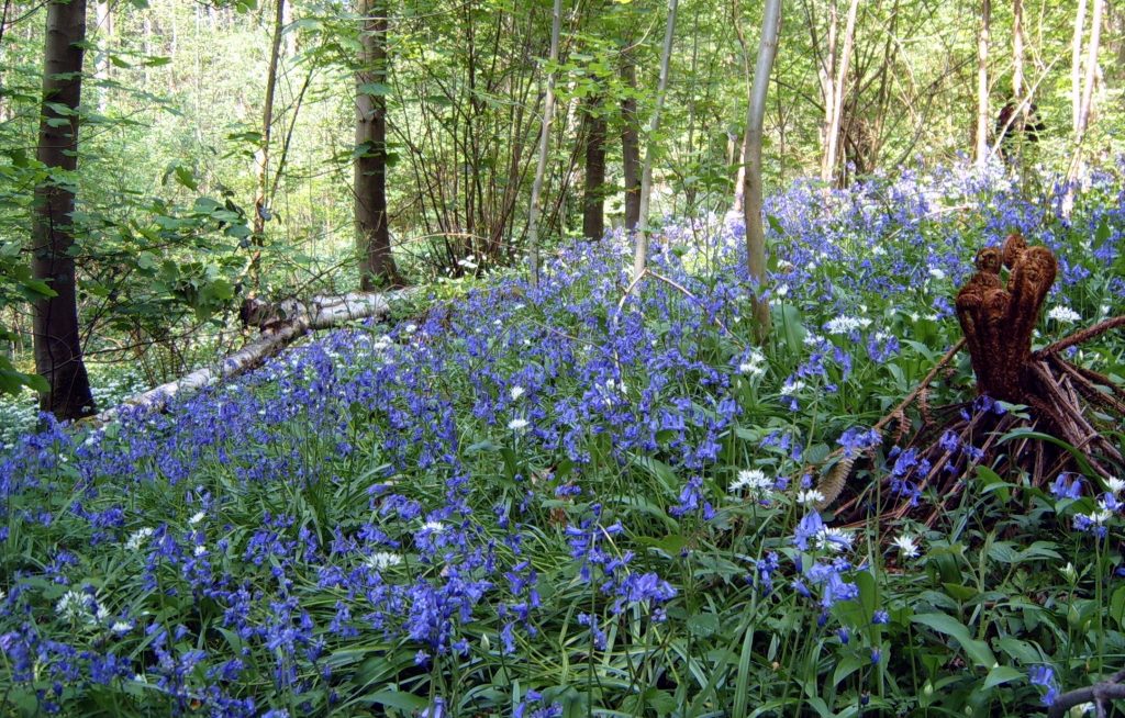 Have your say on Shropshire’s Great Outdoors strategy consultation