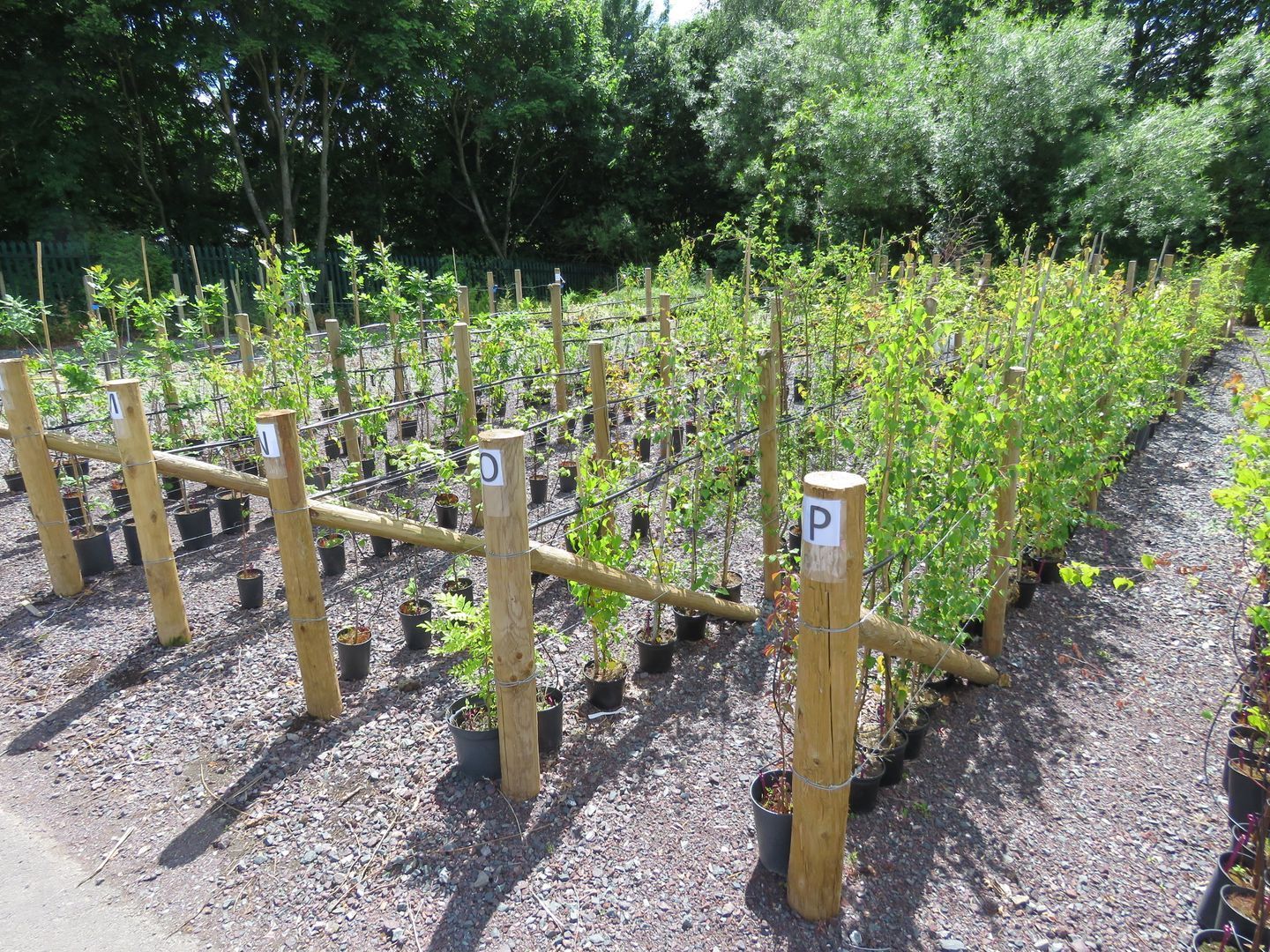 Shrewsbury nursery has home for unwanted trees - Shropshire Council ...