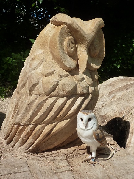 Barn owl to visit Severn Valley Country Park for an evening talk on 7 ...