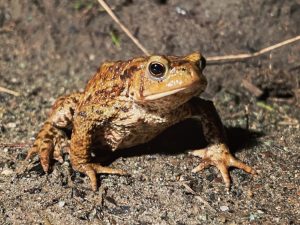 Ellesmere volunteers help migrating toads cross the roads - Shropshire ...